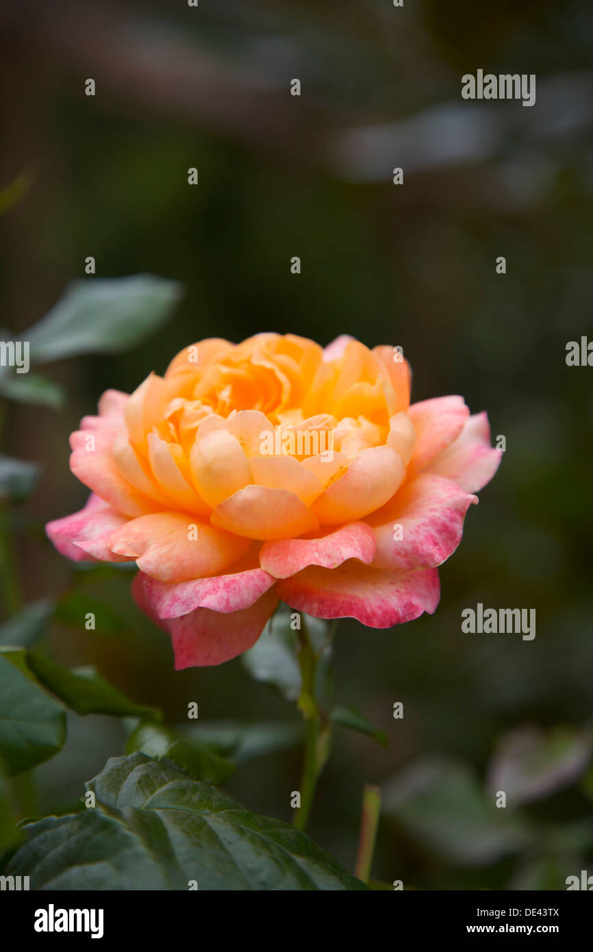Harkness rose hi-res stock photography and images - Alamy