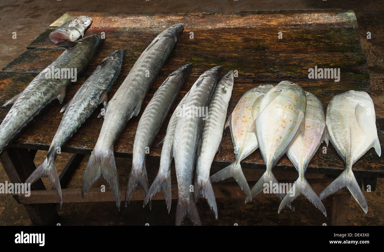 Fresh barracuda fish market hi-res stock photography and images - Alamy