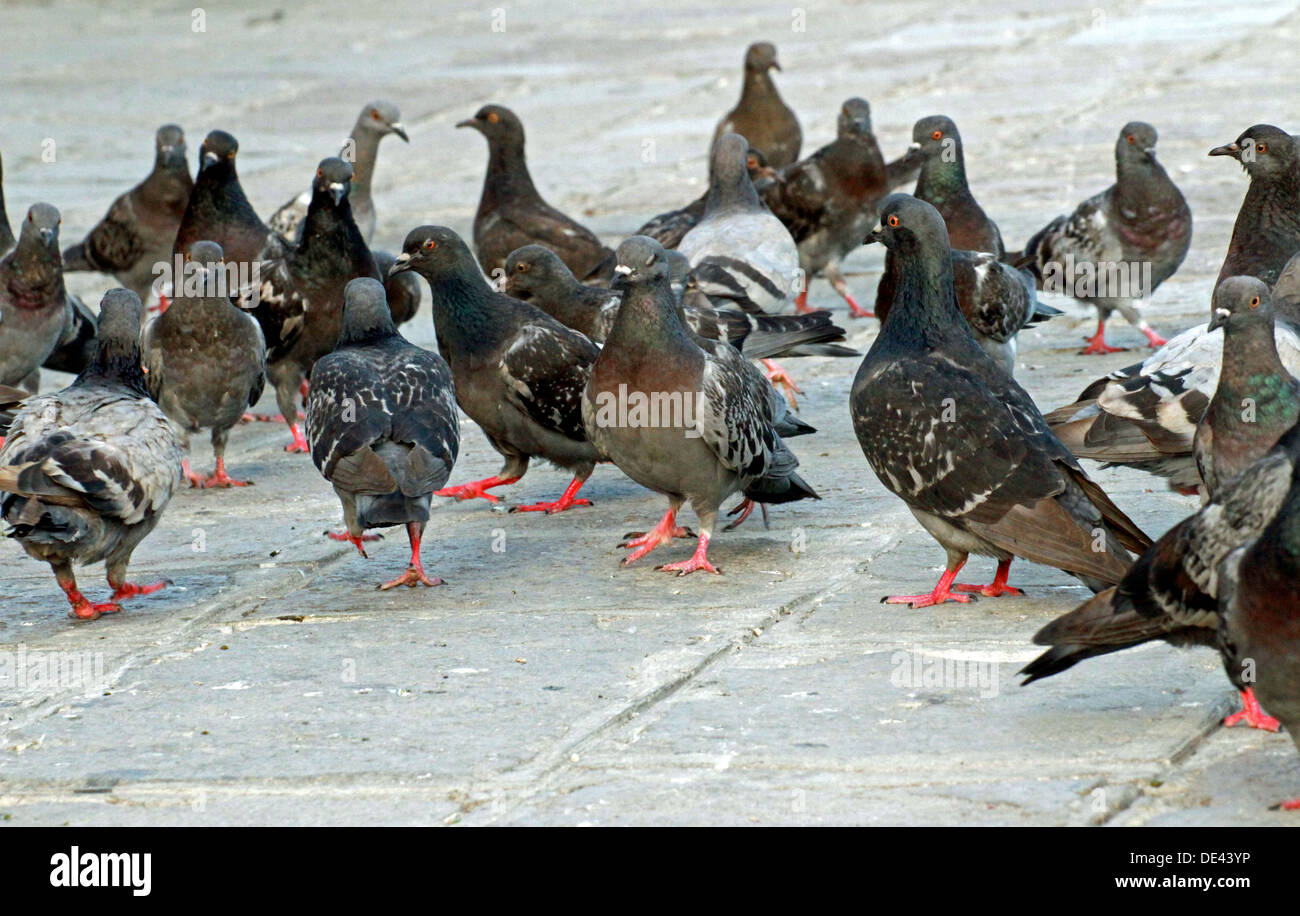 many pigeons and doves in the Italian piazza Stock Photo - Alamy