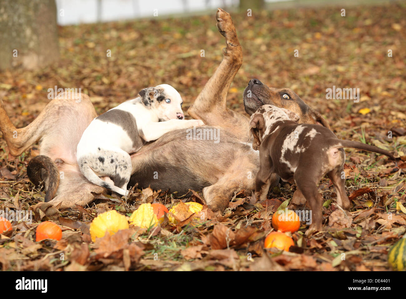 Louisiana Catahoula dog playing with puppies Stock Photo - Alamy