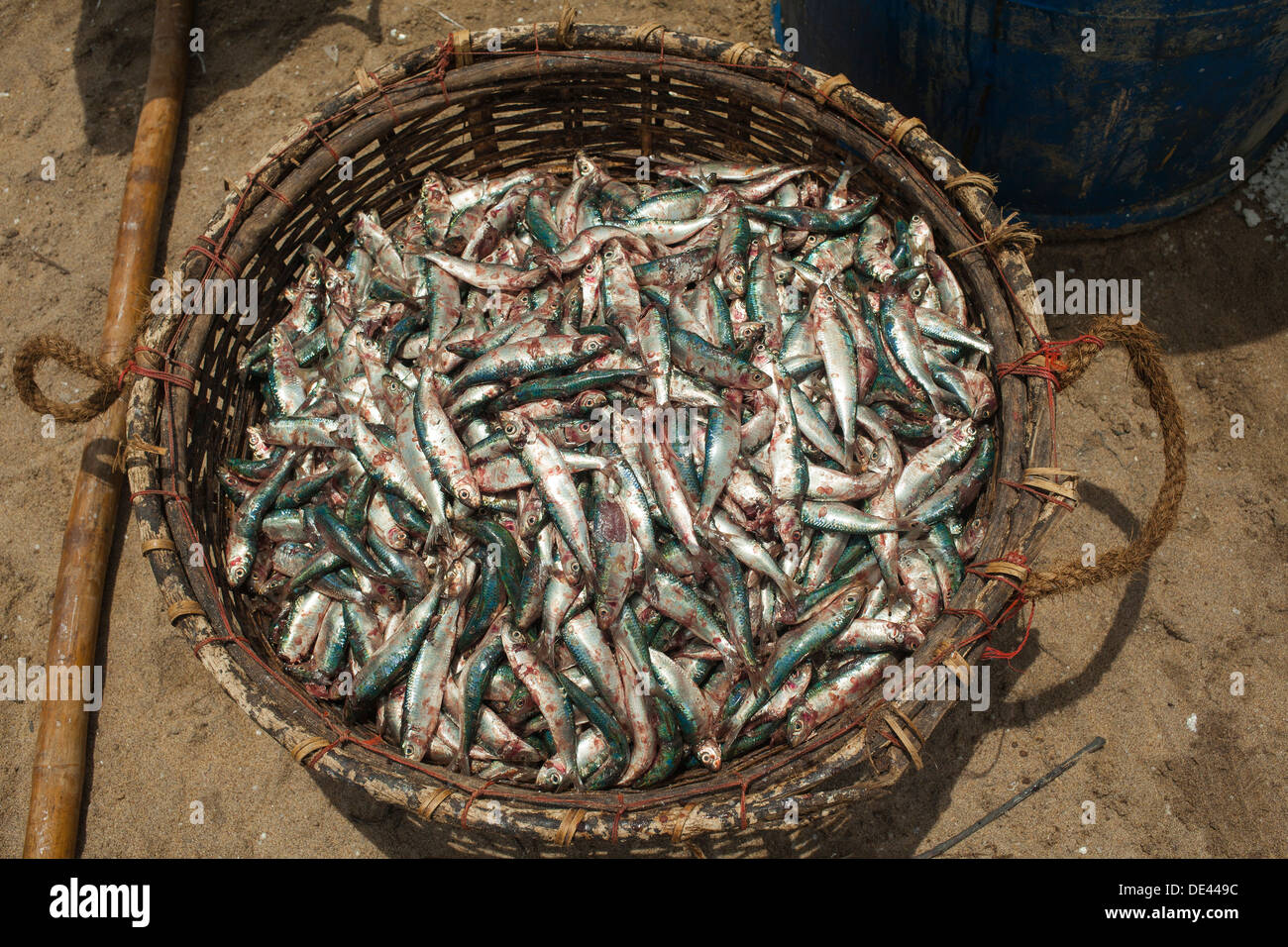 Fishing wicker basket fish hi-res stock photography and images - Alamy