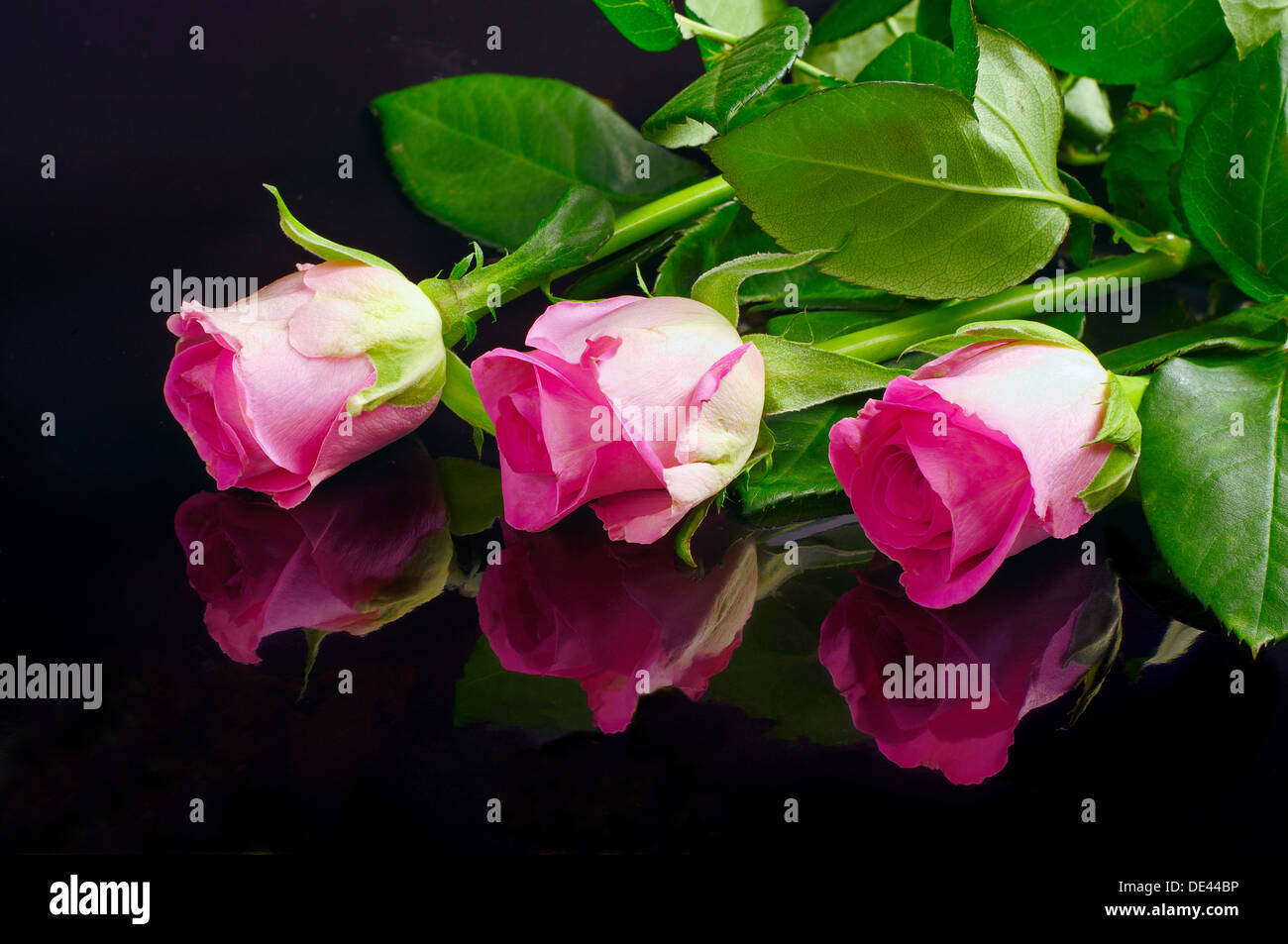 Pink roses with reflection on black Stock Photo - Alamy