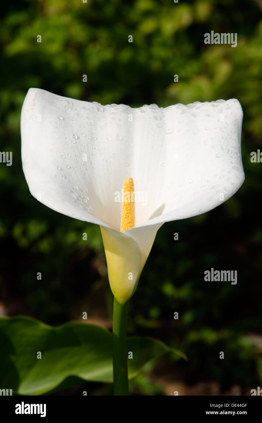 Madonna Lily High Resolution Stock Photography and Images - Alamy