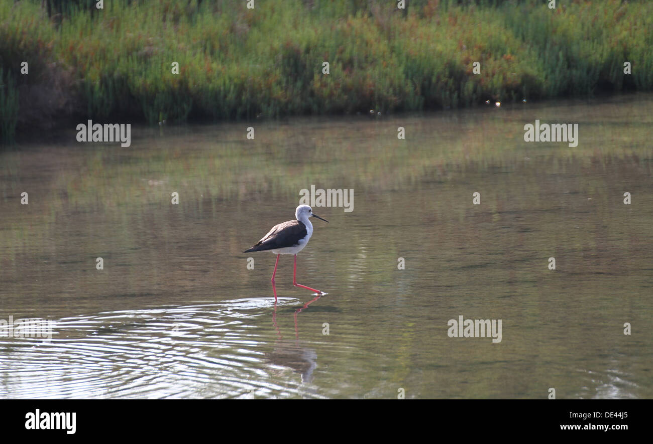 Black-winged stilt bird with long tapered legs walking in the pond in ...