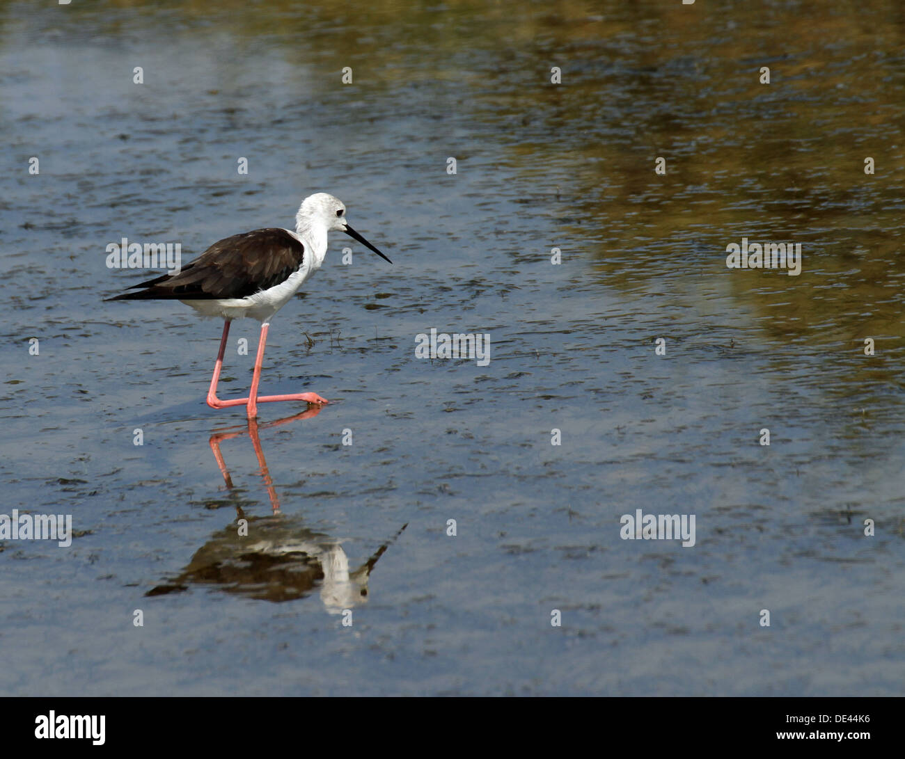 Black-winged stilt bird with long tapered legs walking in the pond in ...