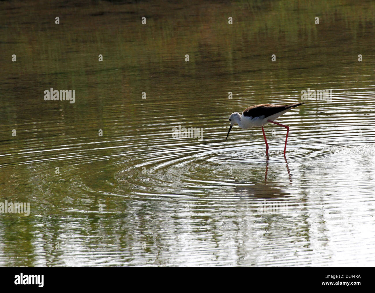 Black-winged stilt bird with long tapered legs walking in the pond in ...
