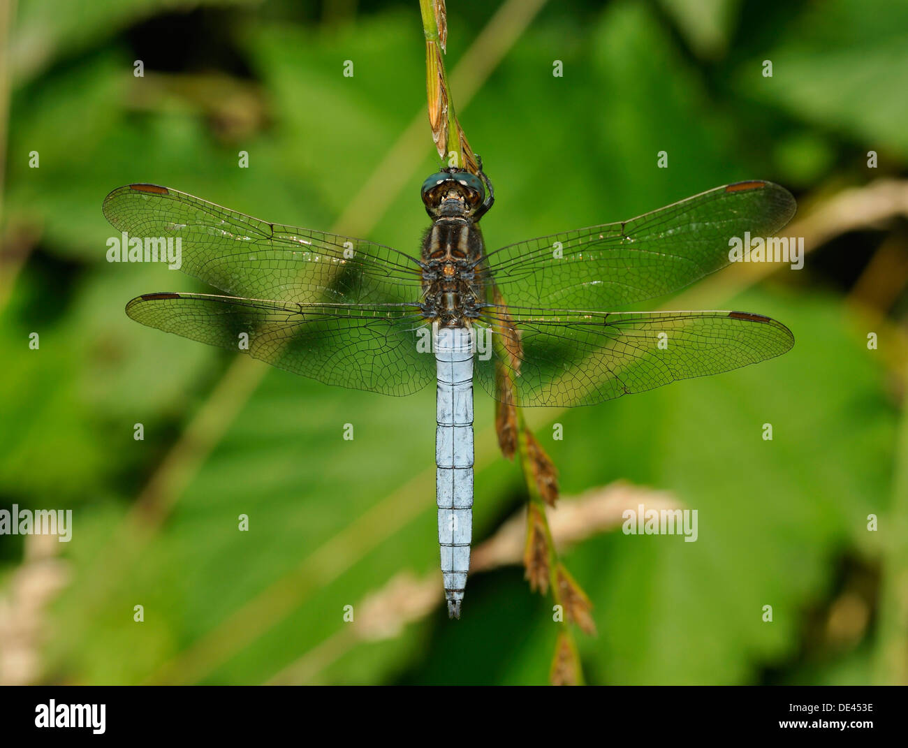Keeled Skimmer Dragonfly - Orthetrum coerulescens Male Stock Photo - Alamy