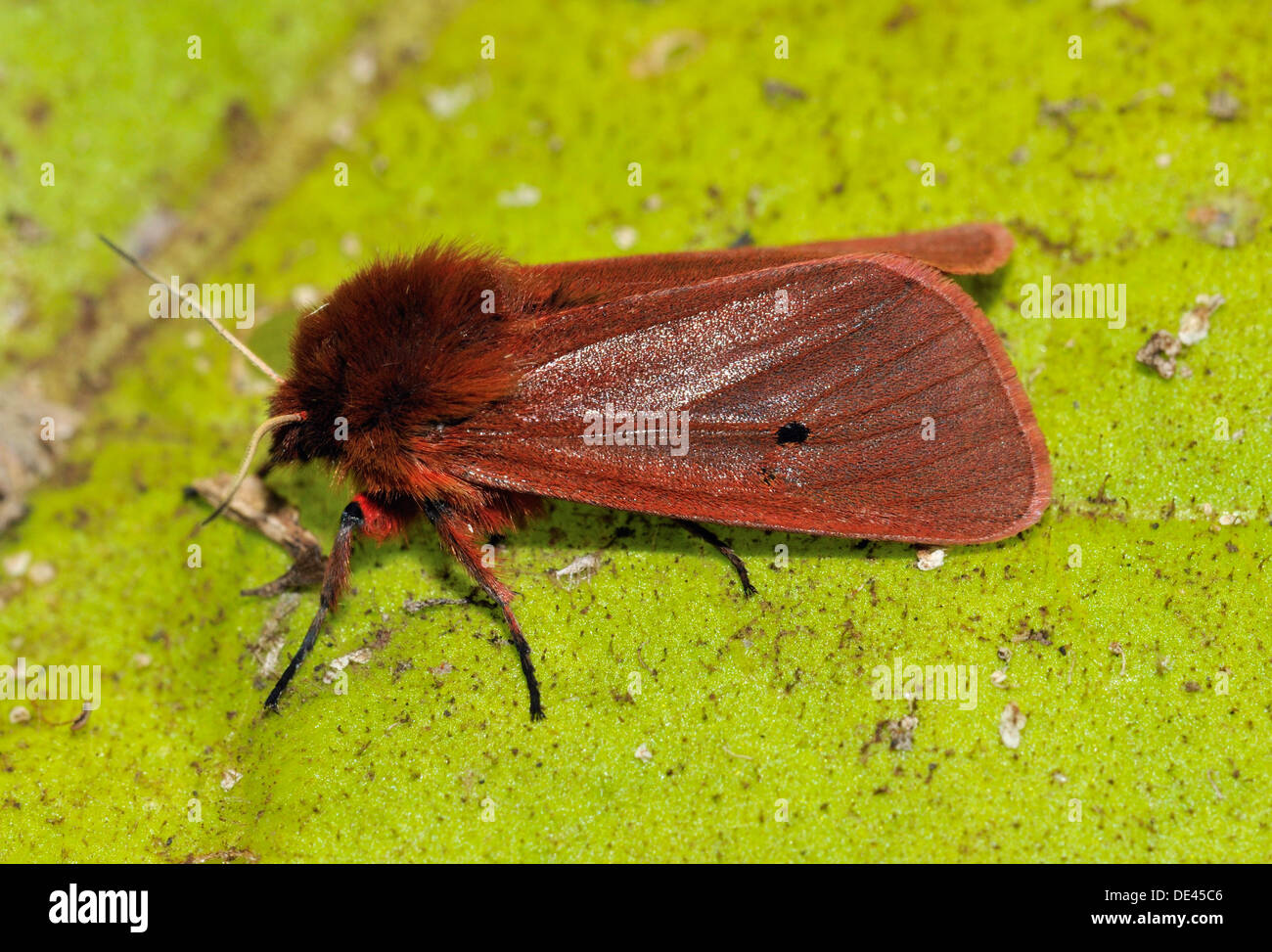 Ruby Tiger Moth High Resolution Stock Photography and Images - Alamy