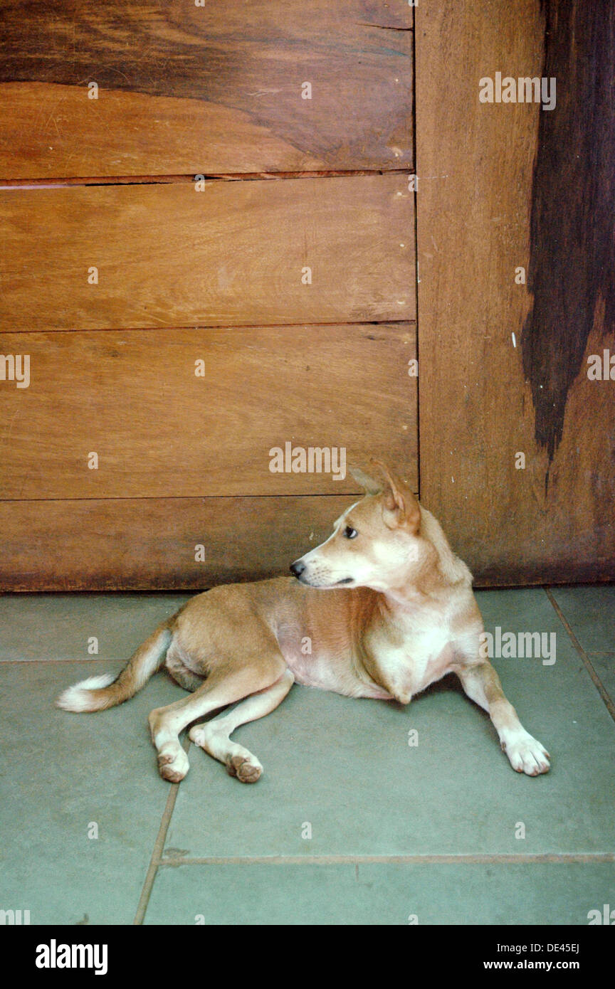 Crippled High Resolution Stock Photography and Images - Alamy