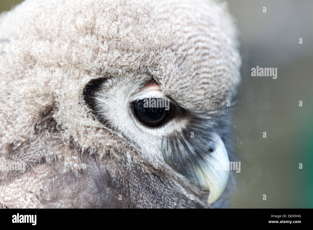 Wildlife : Verreaux's eagle-owl, also known as Giant or Milky Owl ...