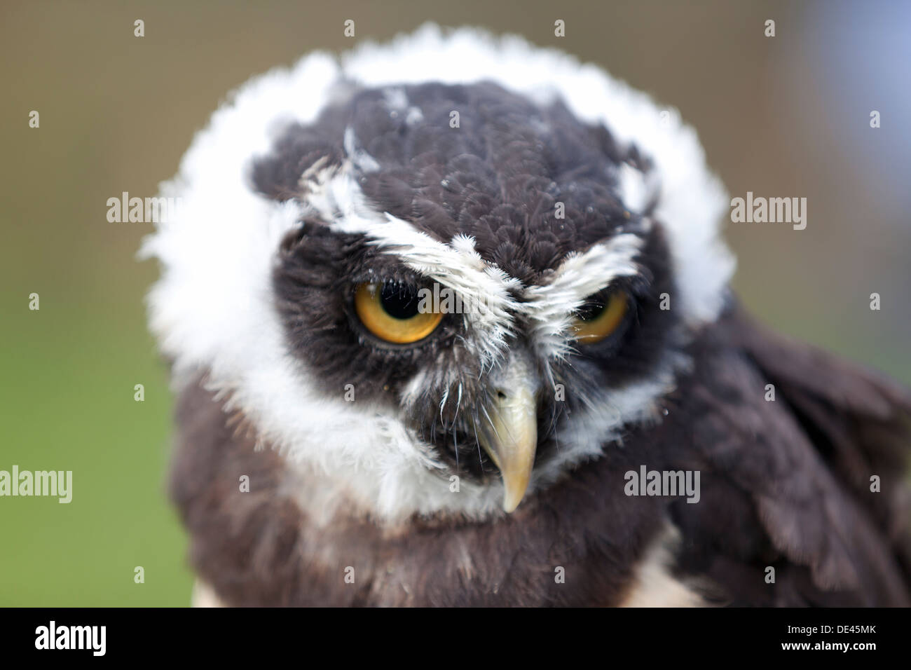 Yellow spectacled bird hi-res stock photography and images - Alamy