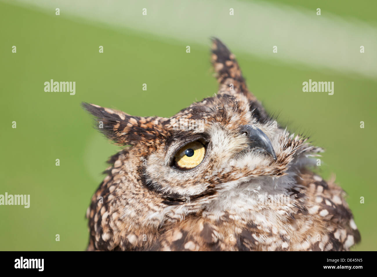 Eagle owl bird hi-res stock photography and images - Alamy