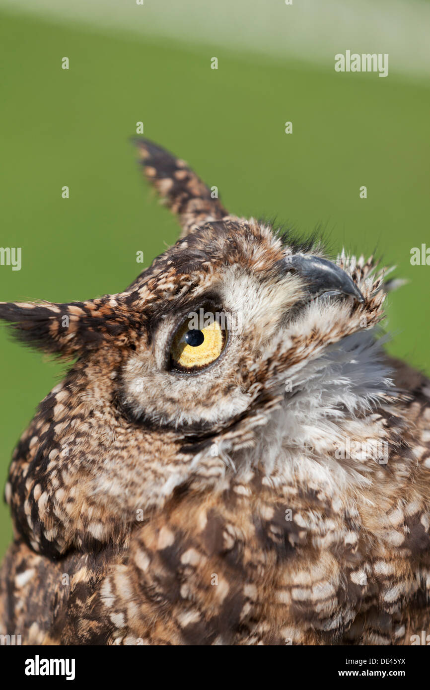 Eurasian Eagle Owl, Birds of Prey Stock Photo - Alamy