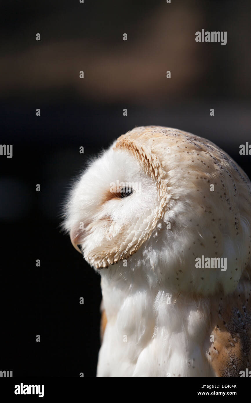 Young Female English Barn Owl Stock Photo - Alamy