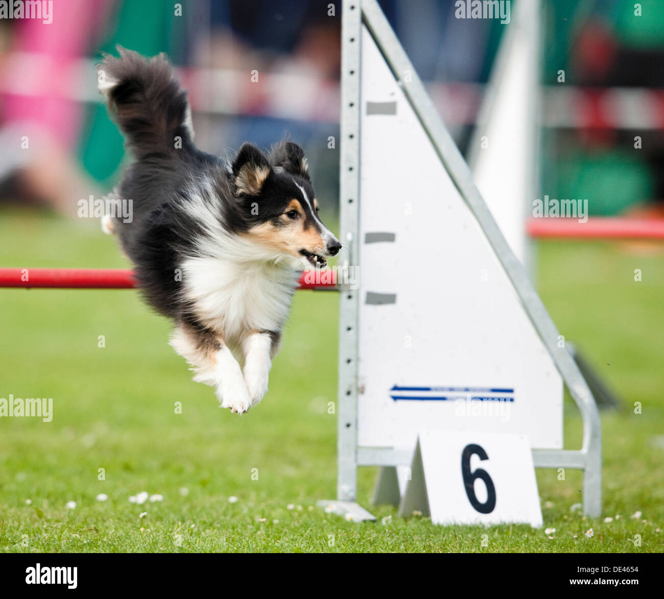 Sheltie, Shetland Shepdog Adult leaping over hurdle agility course ...