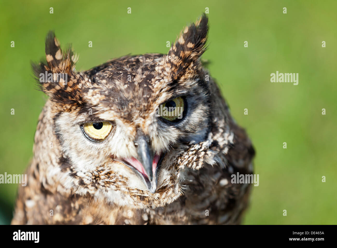 Eurasian Eagle Owl, Birds of Prey Stock Photo - Alamy