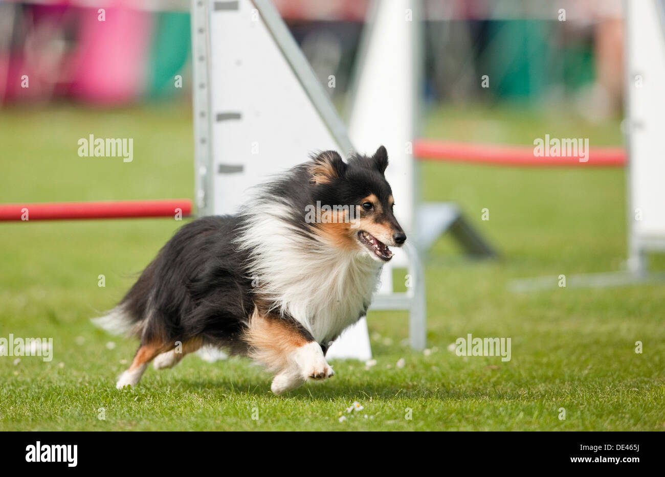 Shetland shepdog running agility course hi-res stock photography and ...