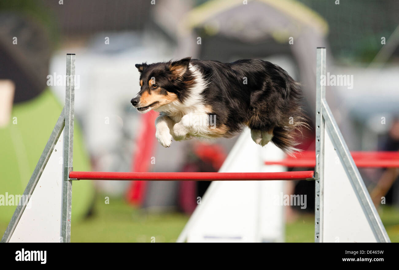 Australian Shepherd Adult leaping over hurdle agility course Stock ...