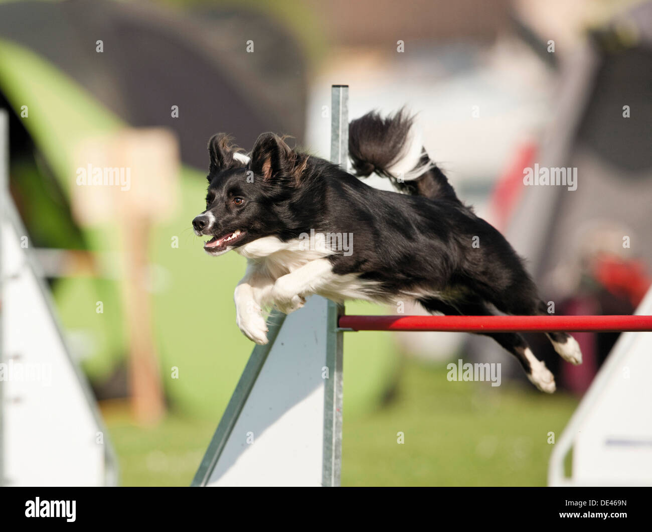 Border Collie Adult leaping over hurdle agility course Stock Photo - Alamy