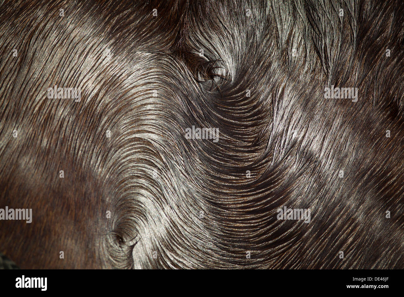 Black hair horse hi-res stock photography and images - Alamy