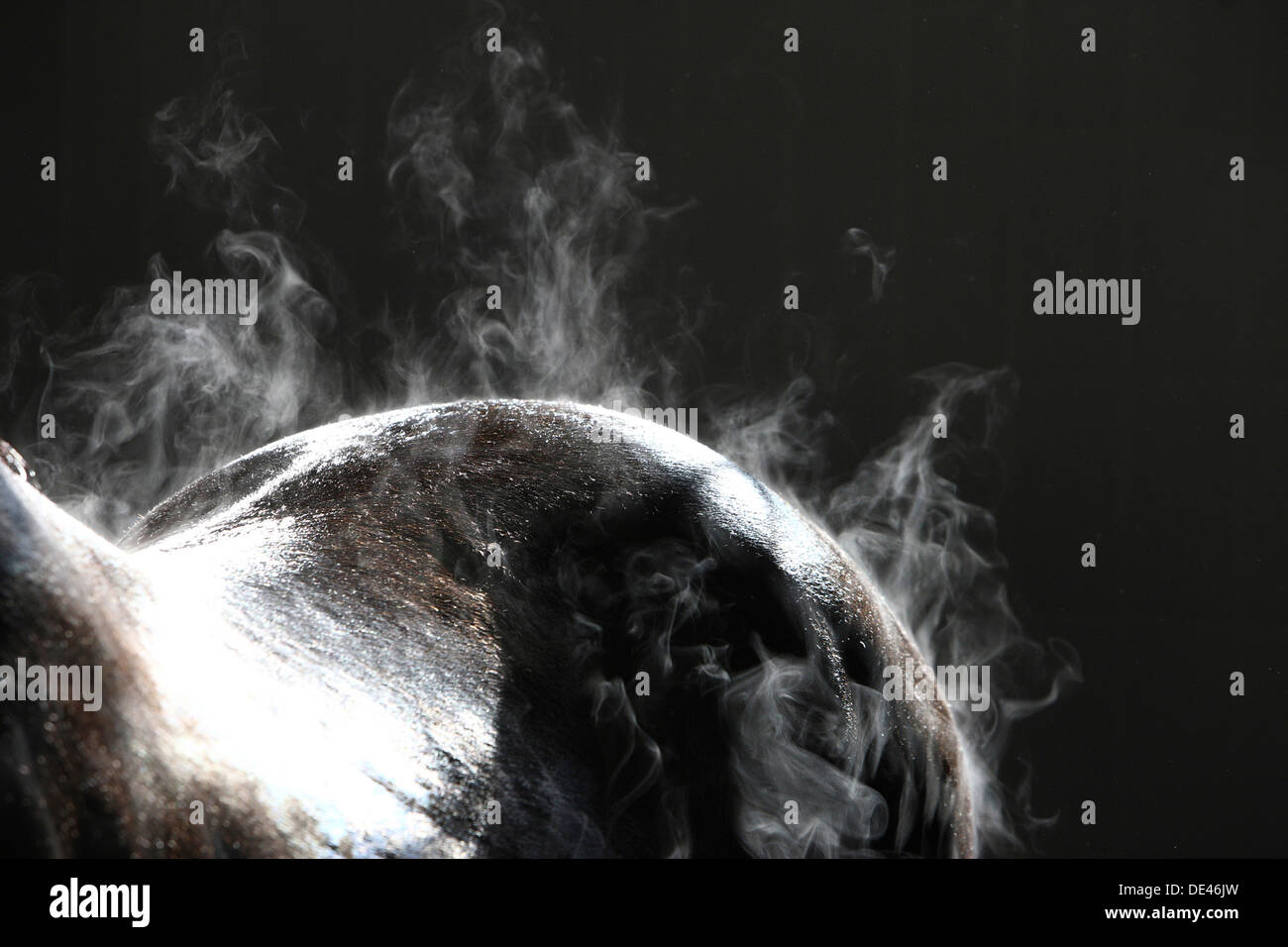 Steaming horse hi-res stock photography and images - Alamy