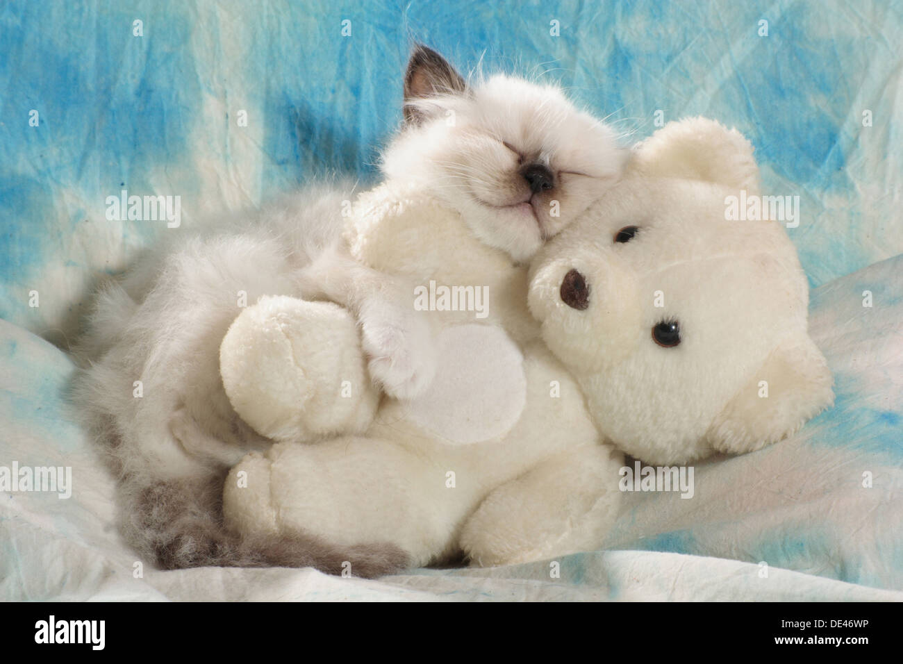 Domestic cat sleeping teddy bear hi-res stock photography and images ...
