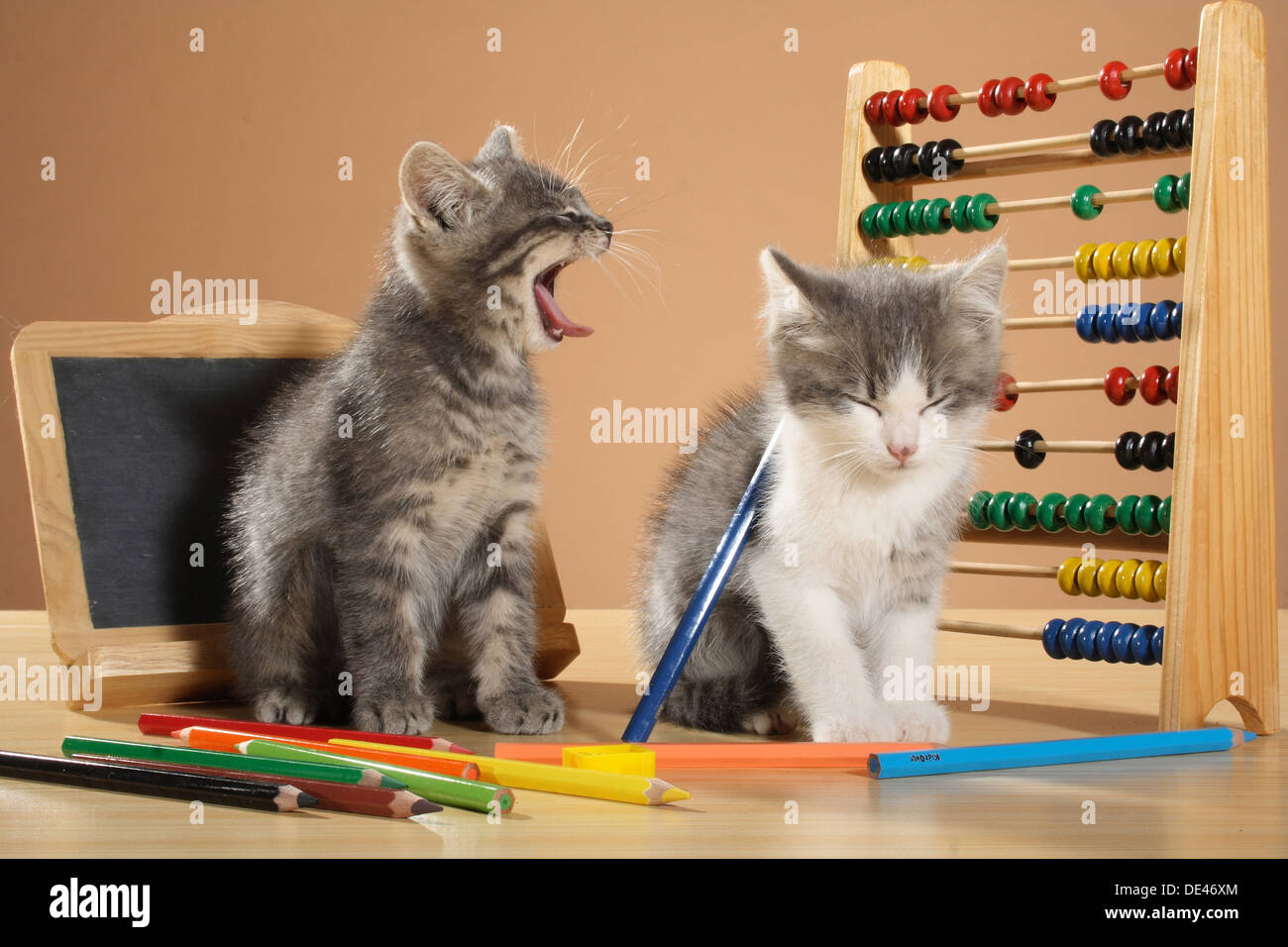 Domestic cat Two tired kittens sitting between blackboard counting ...