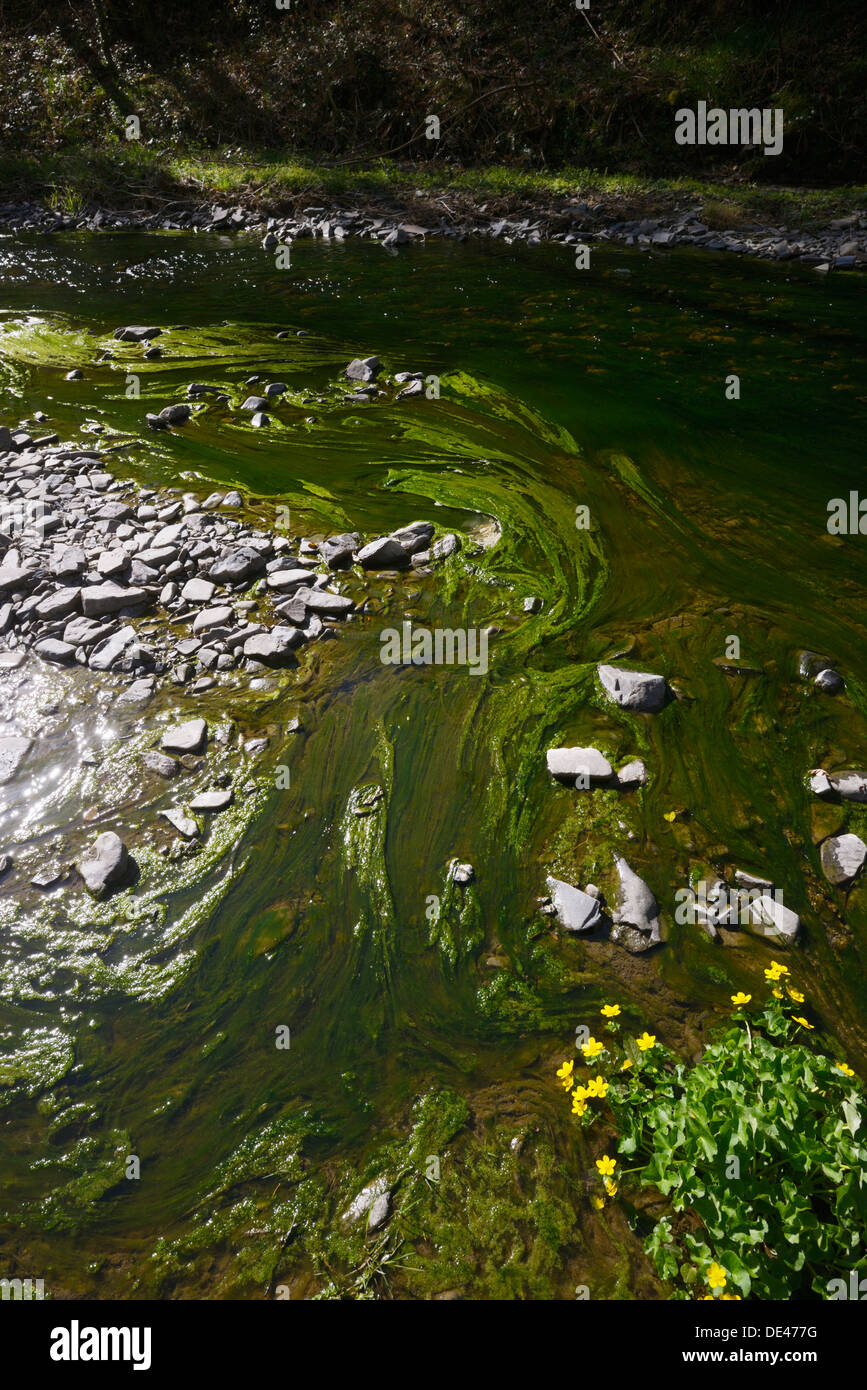 Algal bloom in freshwater river ecosystem, a response to increased ...