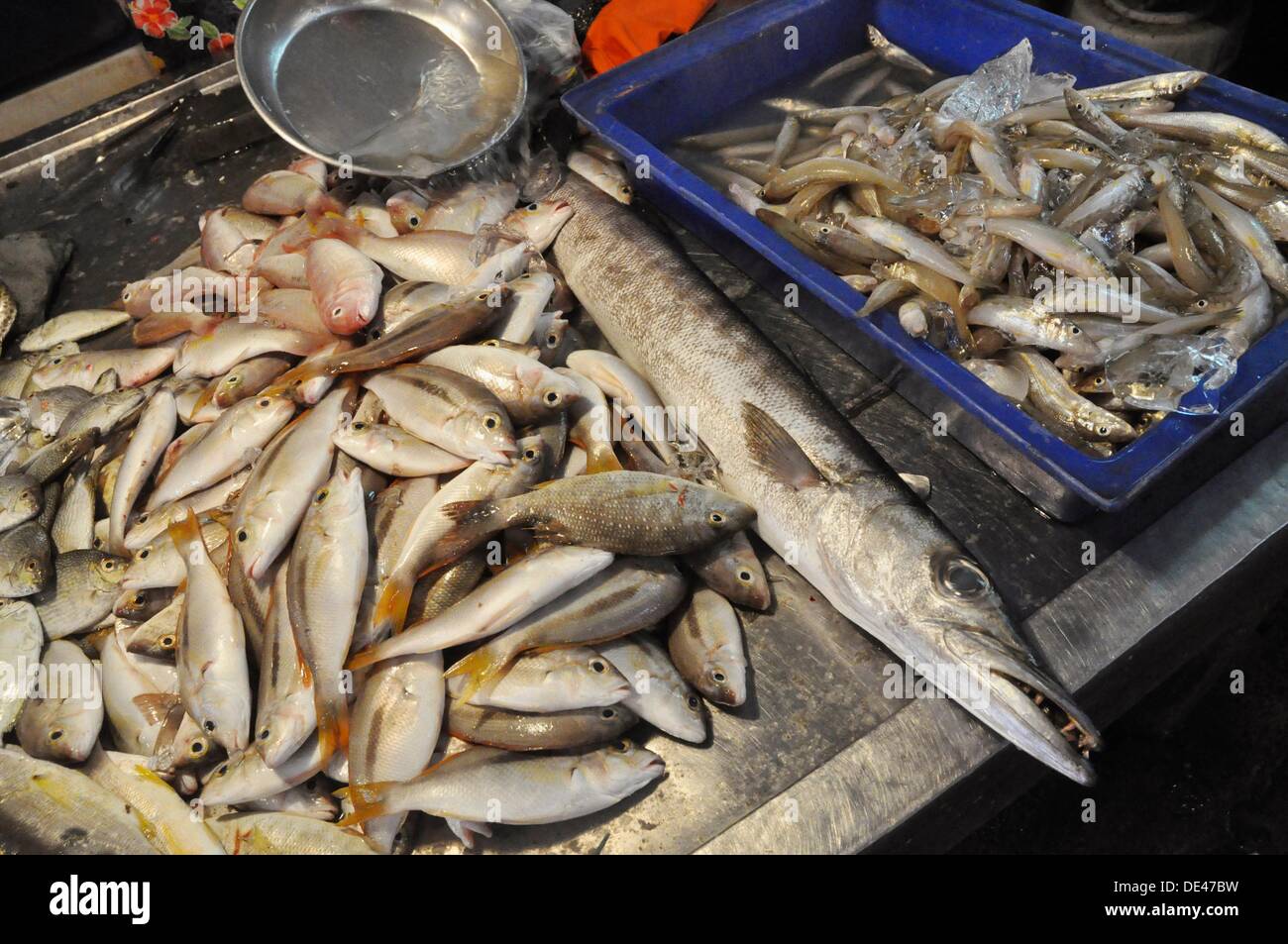 Fresh barracuda fish market hi-res stock photography and images - Alamy