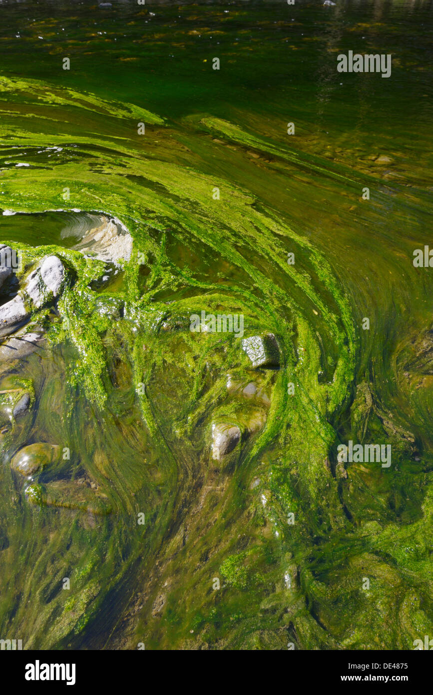 Increased levels algae hi-res stock photography and images - Alamy