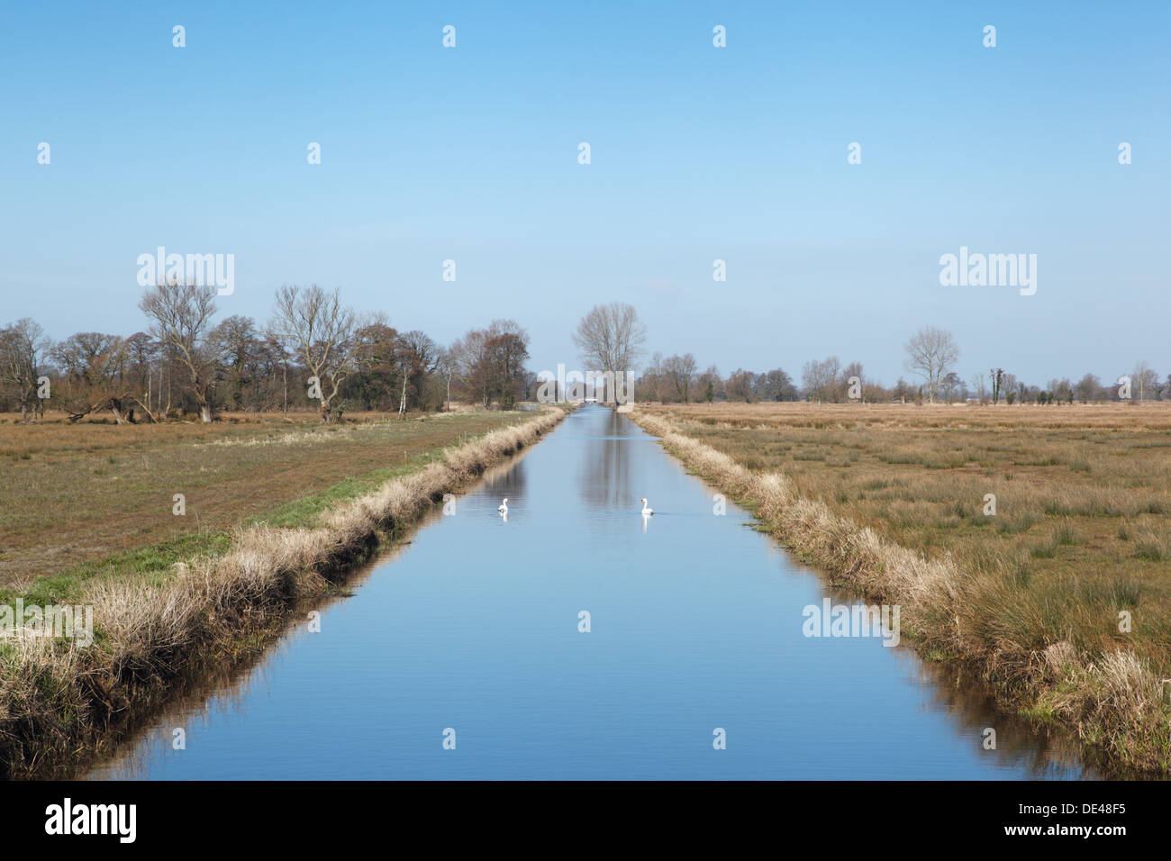 Man-made drainage ditch known as a Rhyne on the Somerset Levels with a ...