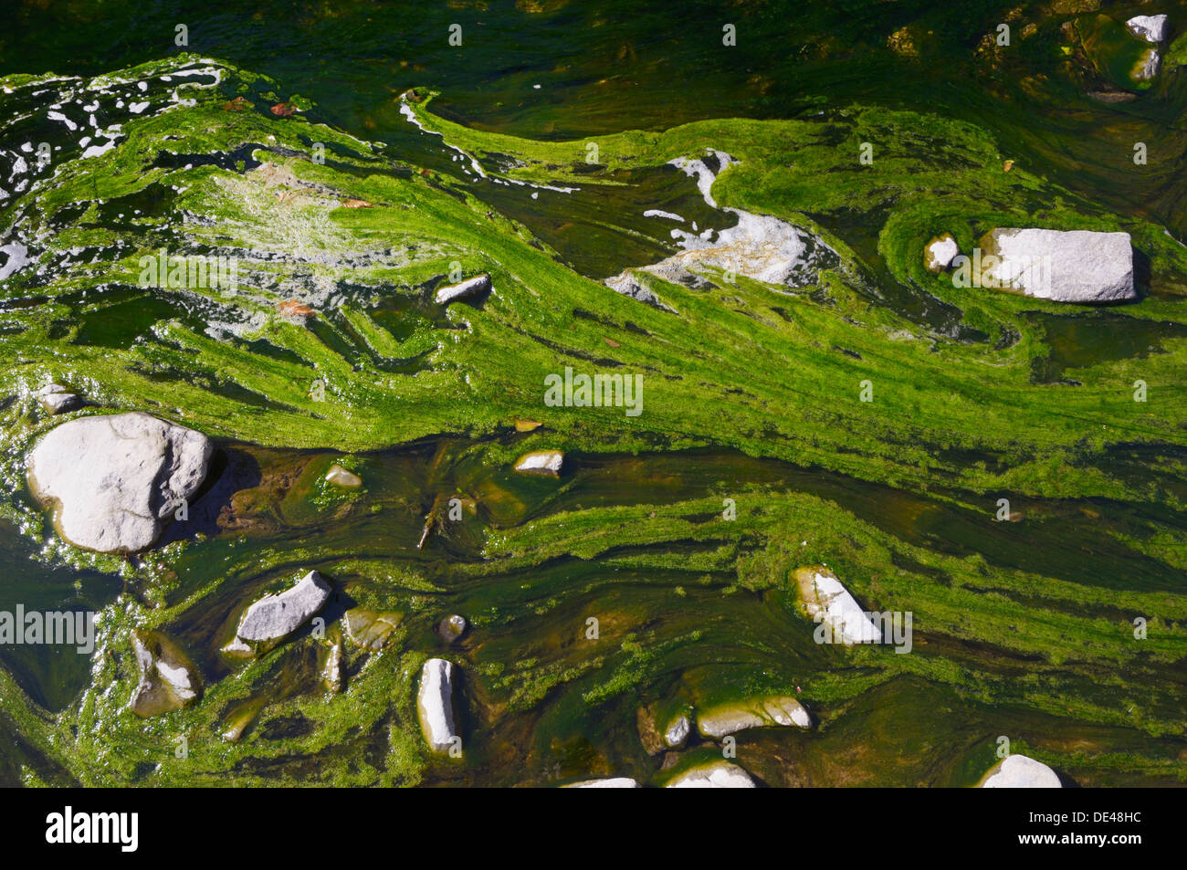 Algal bloom in freshwater river ecosystem, a response to increased ...