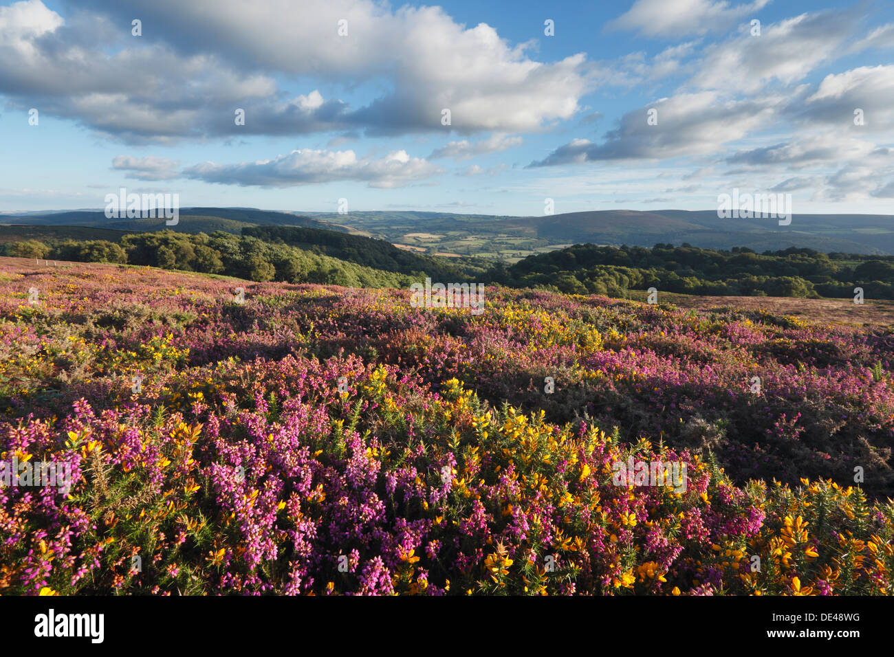 Heather and Gorse on Selworthy Beacon. Exmoor National Park. Somerset ...