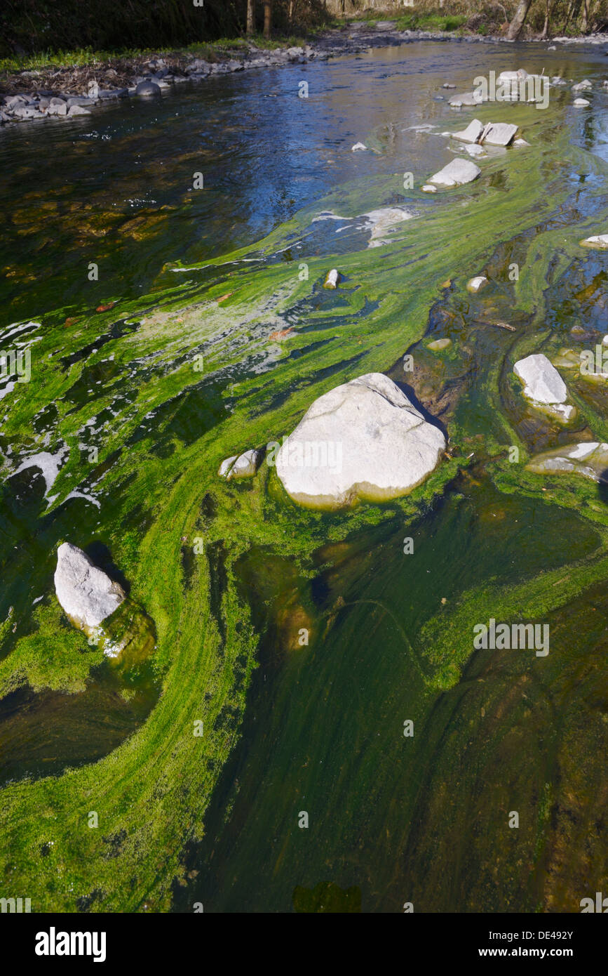 Algal bloom in freshwater river ecosystem, a response to increased ...