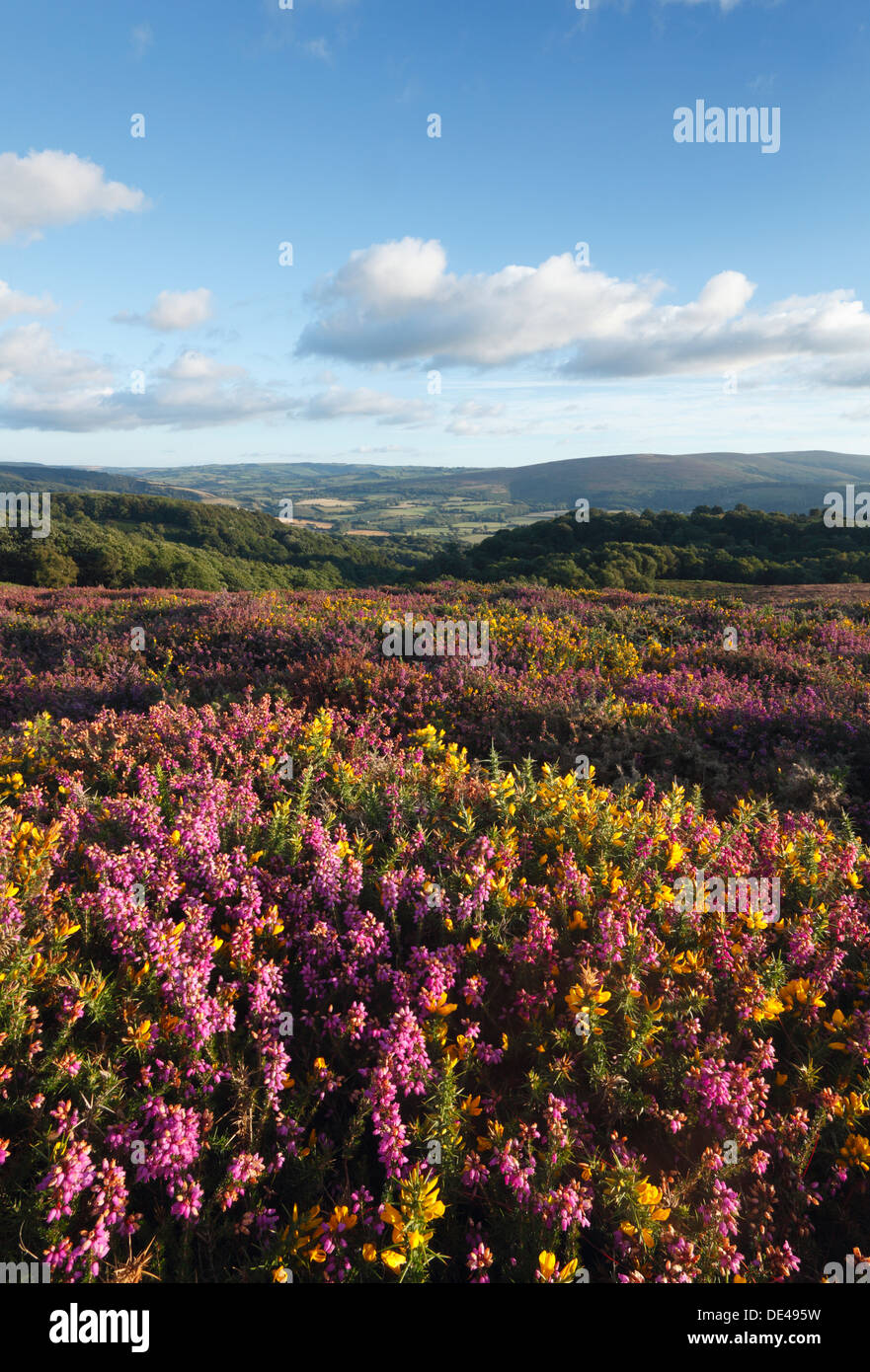 Heather and Gorse on Selworthy Beacon. Exmoor National Park. Somerset ...