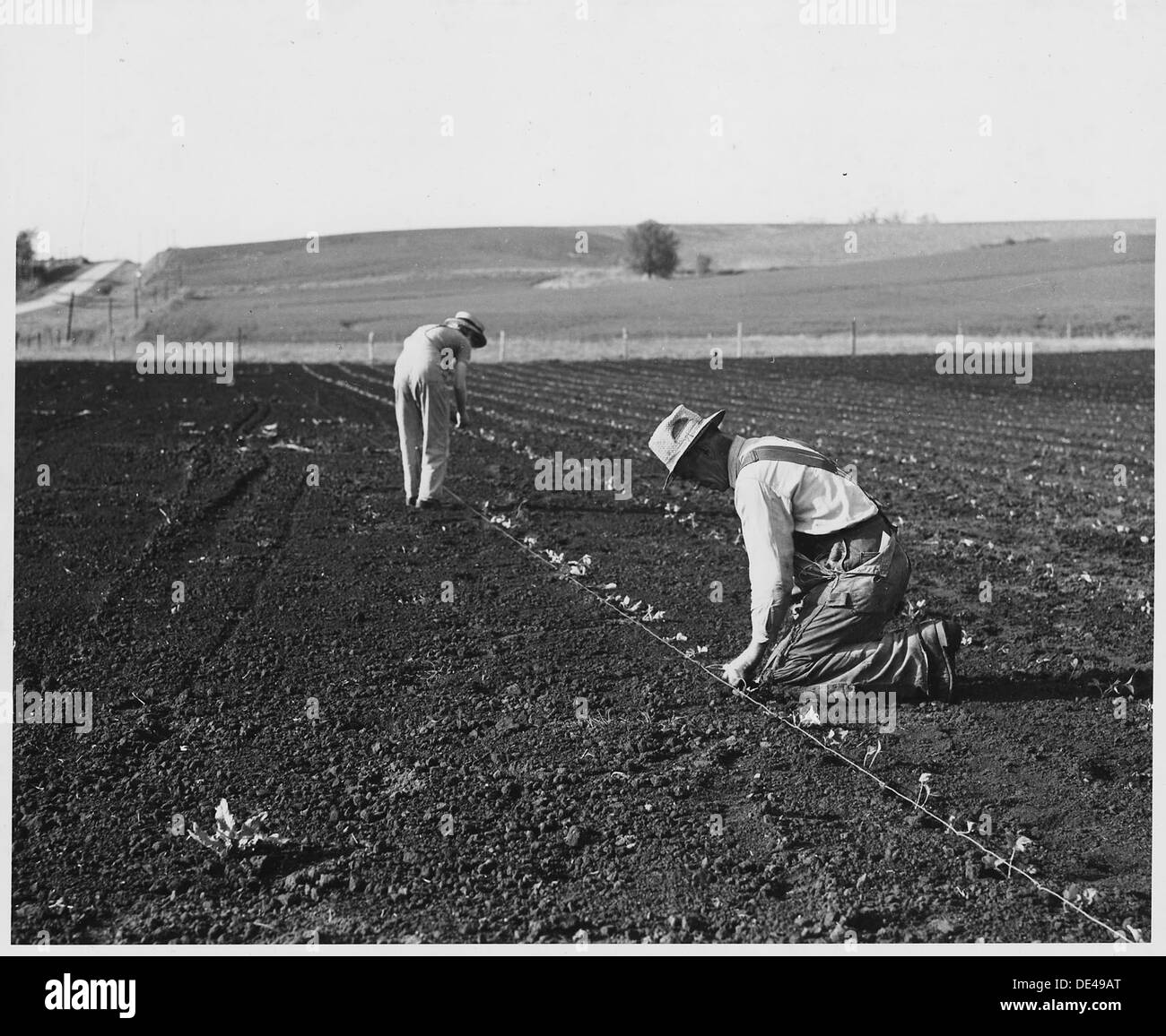 Shelby County, Iowa.... Detailed description, Market gardens are rare ...