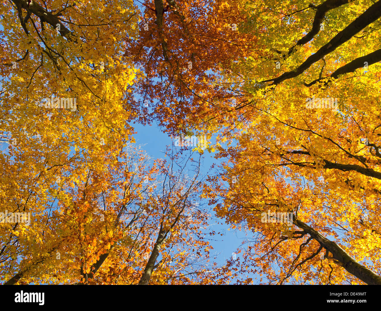 Autumn forest park trees treetop hi-res stock photography and images ...