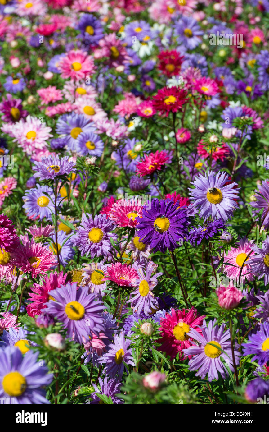 Aster flowers hi-res stock photography and images - Alamy