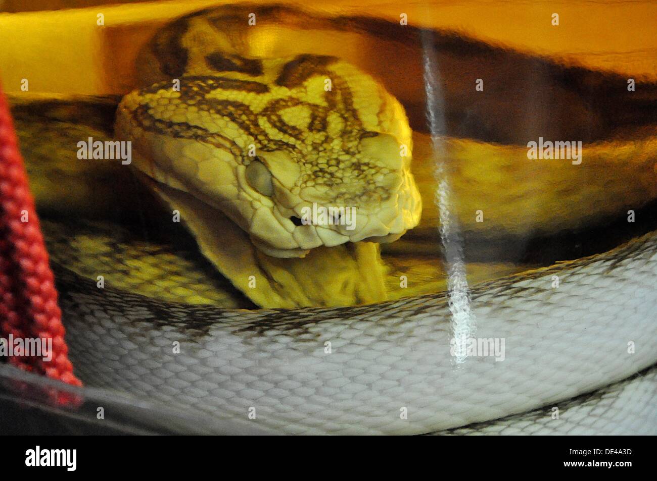 Awamori High Resolution Stock Photography and Images - Alamy