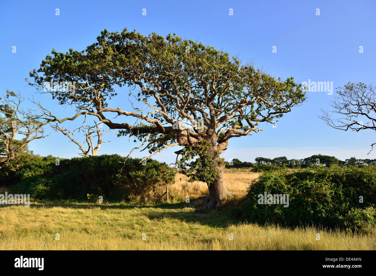 Windswept tree growing in the opposite direction to the prevailing wind ...