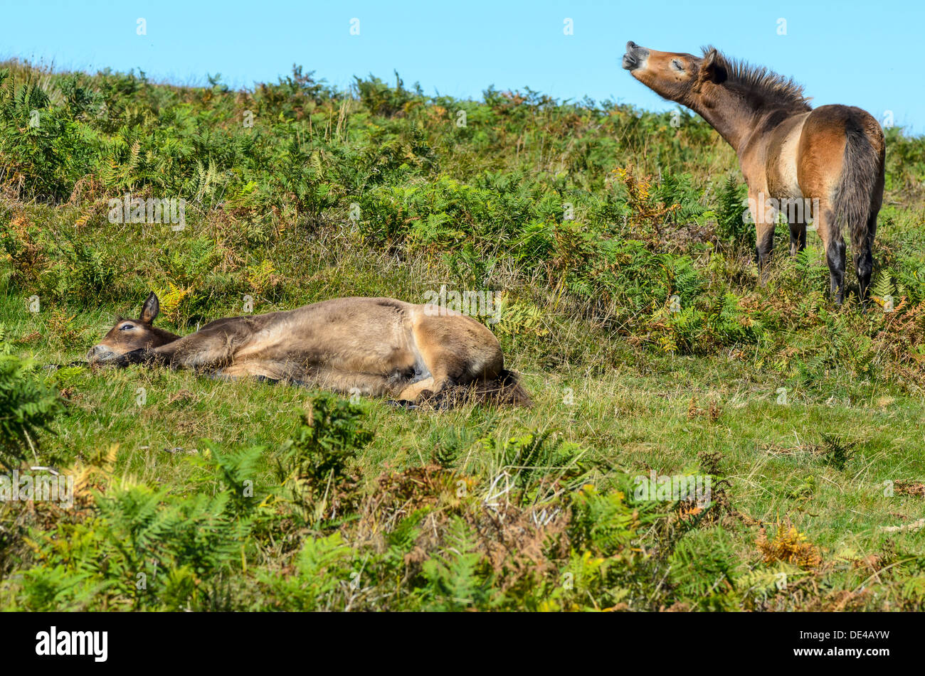 Young colt demonstrating flehmen response Stock Photo - Alamy