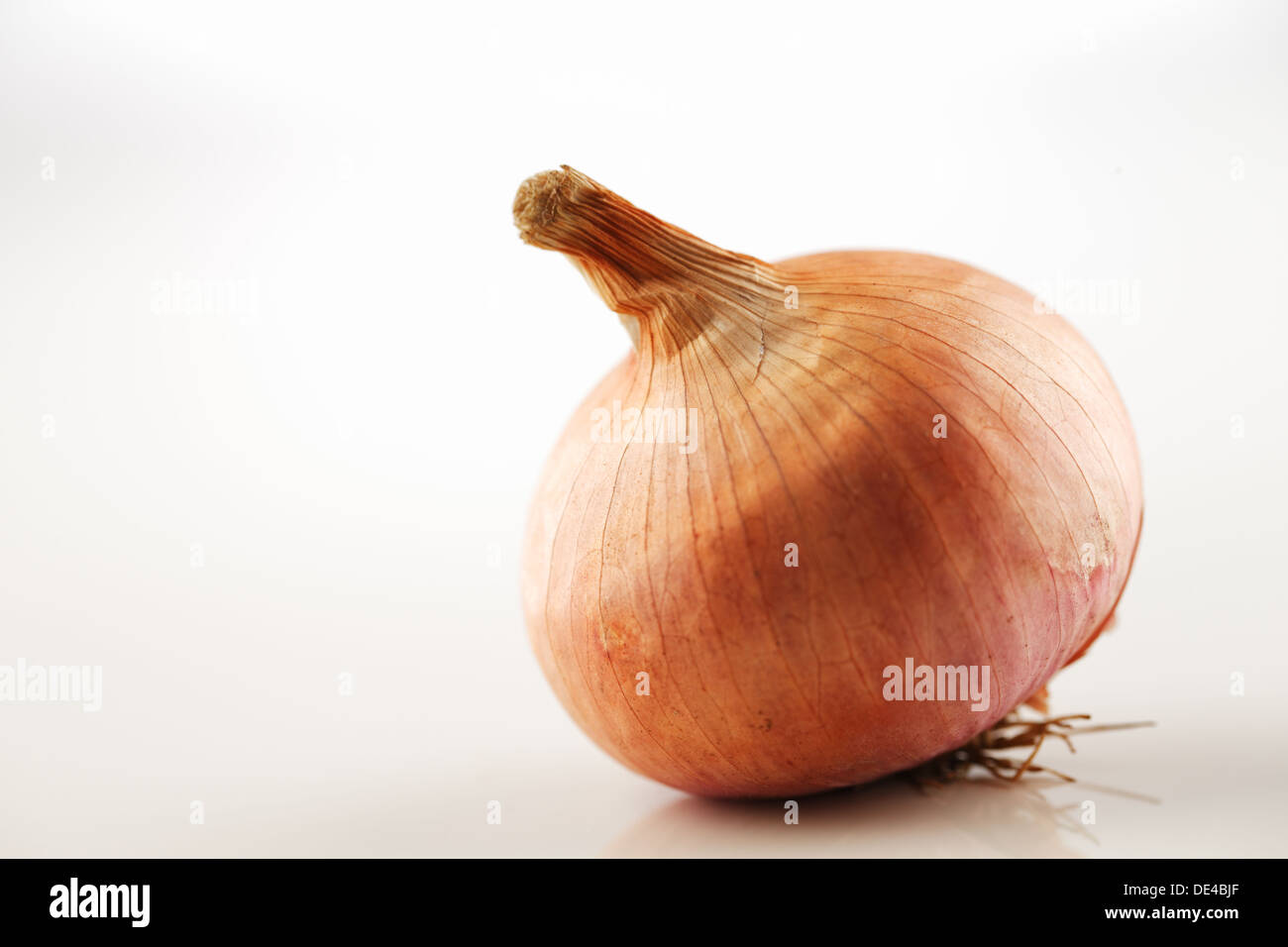 The beautiful form of onion bulb shot against a white background Stock ...
