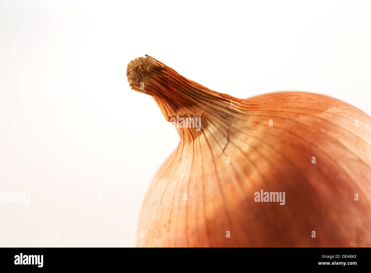 The beautiful form of onion bulb shot against a white background Stock ...