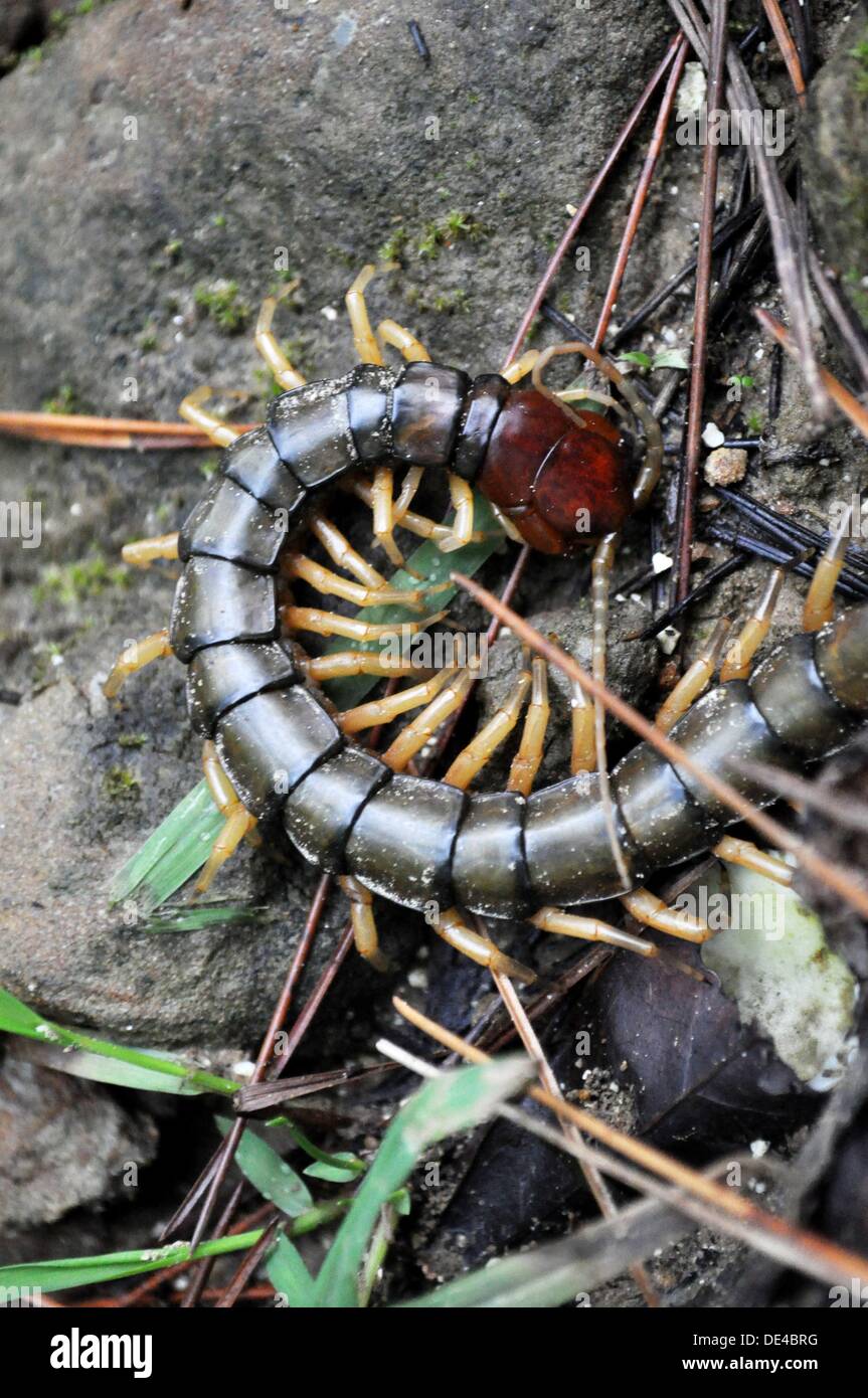 Centipede in japan hi-res stock photography and images - Alamy