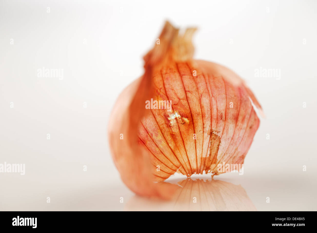 The beautiful form of onion bulb shot against a white background Stock ...