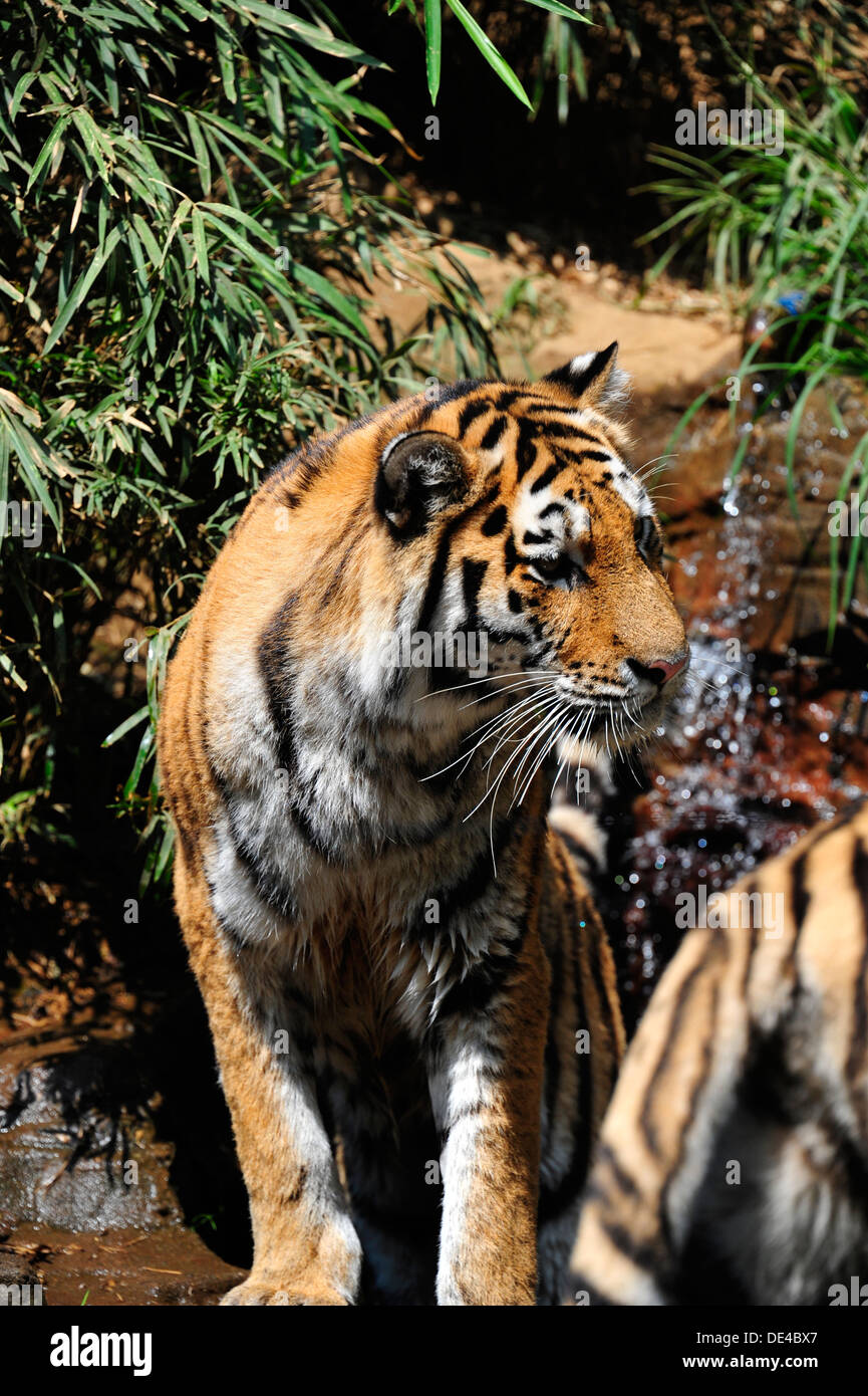 Siberian tiger = Panthera tigris altaica Stock Photo - Alamy