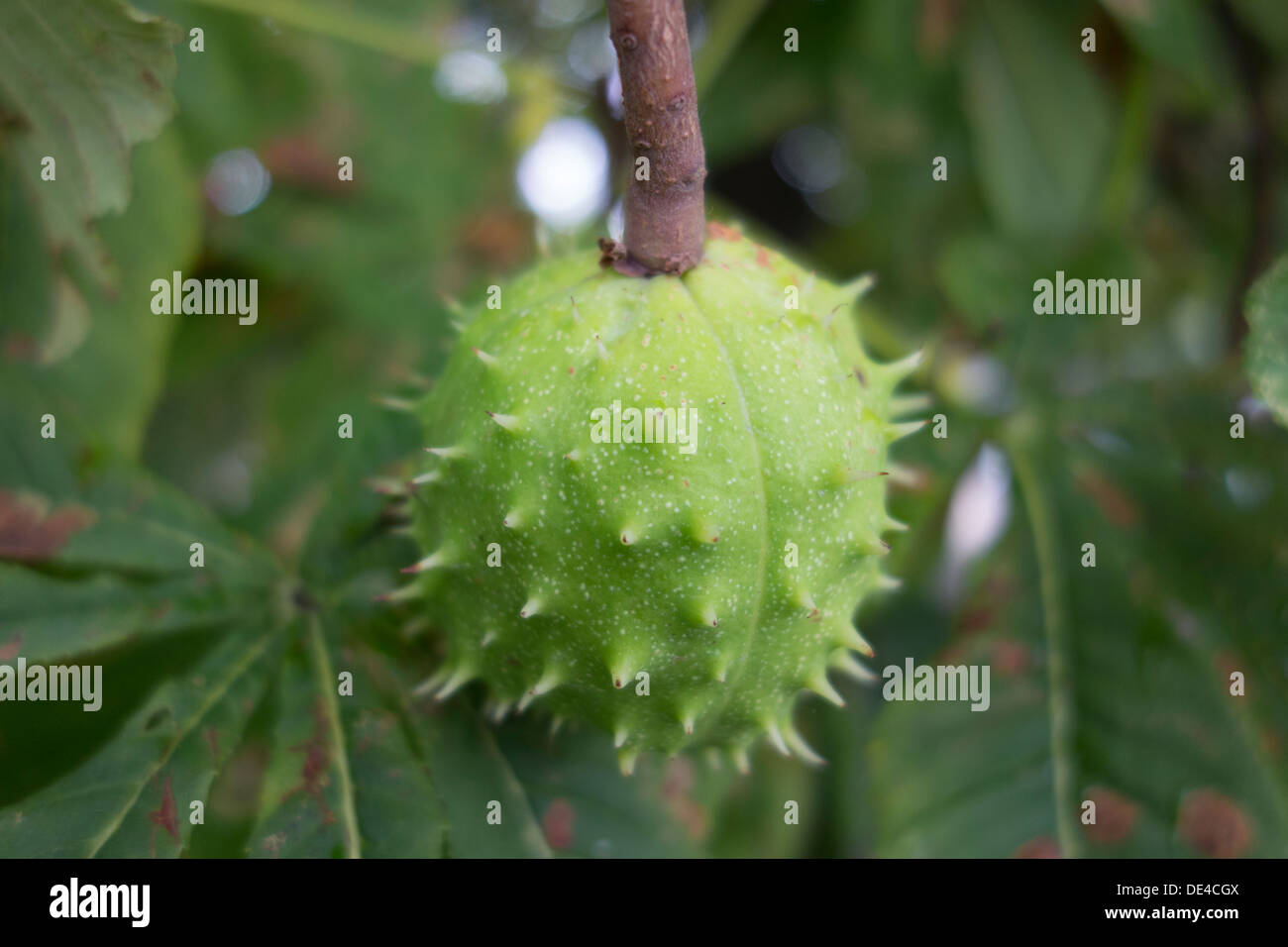 A detail photo of one spiky conker on a horse-chestnut tree Stock Photo ...