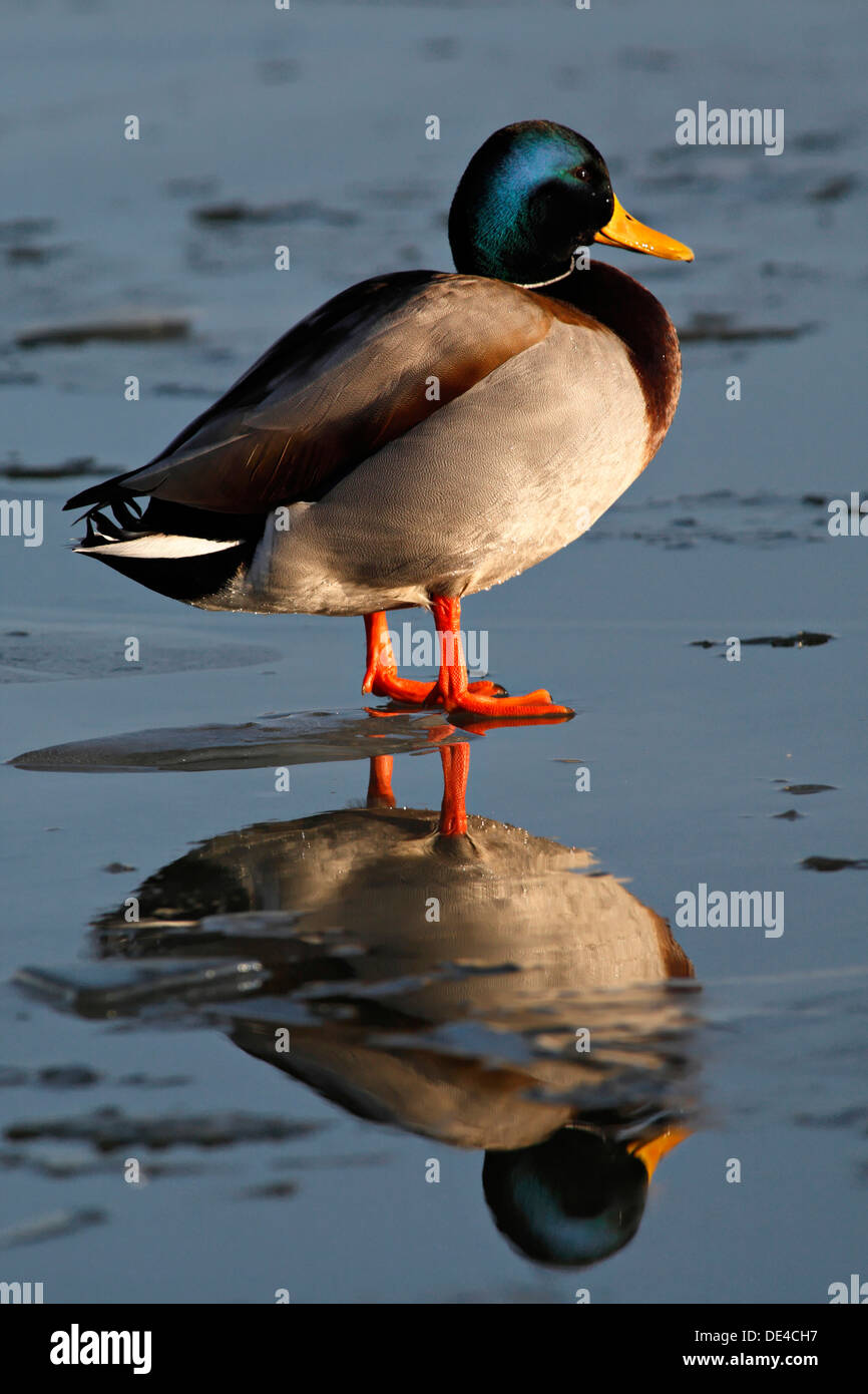 Portrait and reflection of a Male Mallard Drake Duck standing on Ice ...