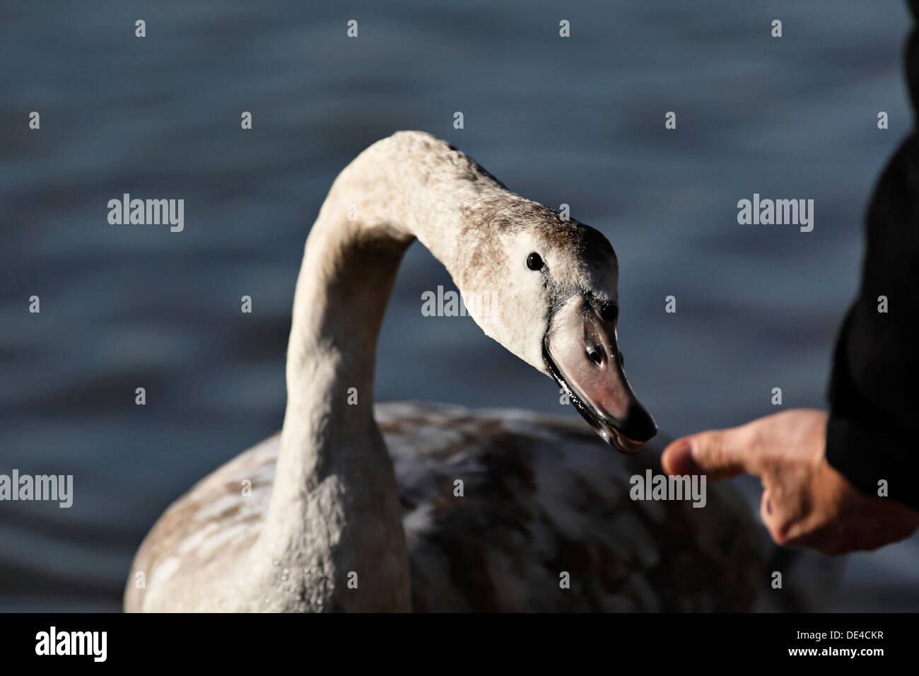 Human feeding birds hi-res stock photography and images - Alamy