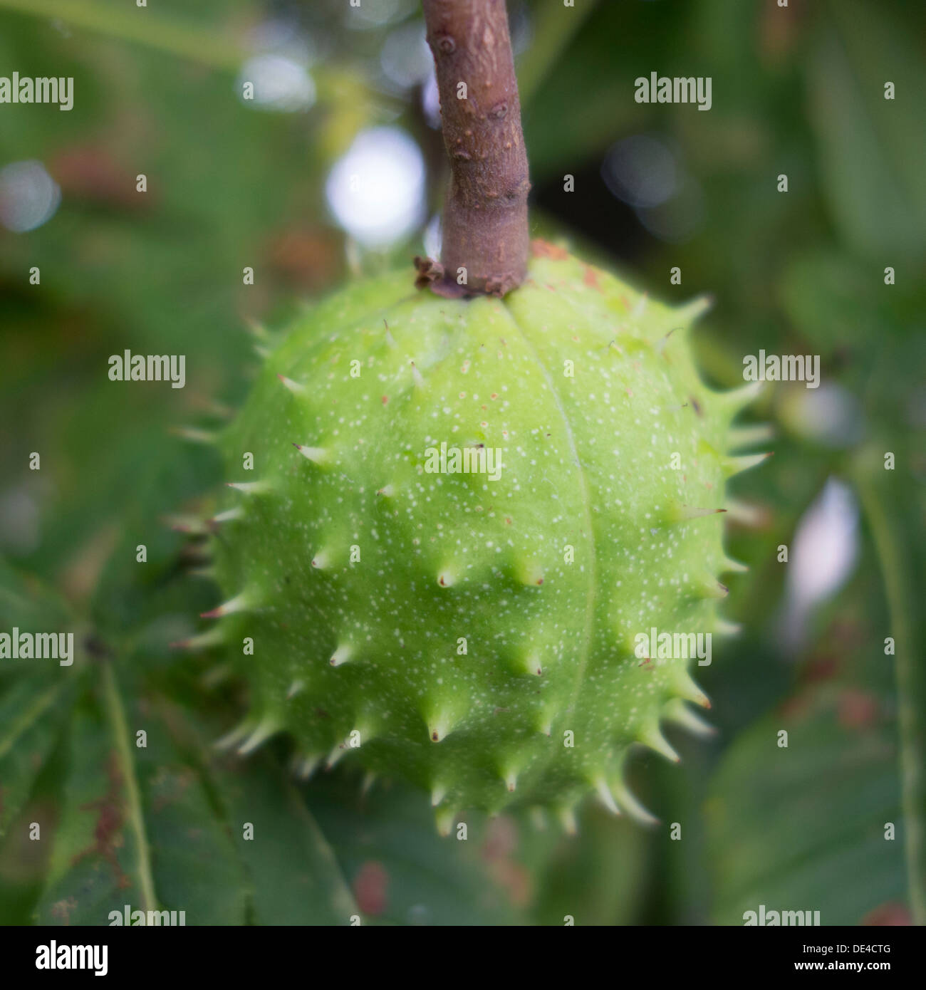 A detail photo of one spiky conker on a horse-chestnut tree Stock Photo ...